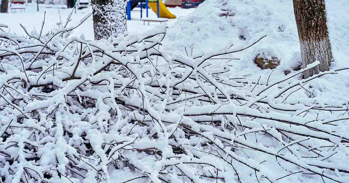 New Residential Drop-Off Days for Yard Waste in Worcester